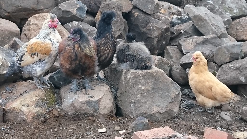 Stone Inspired Chickens - Stone Inspired